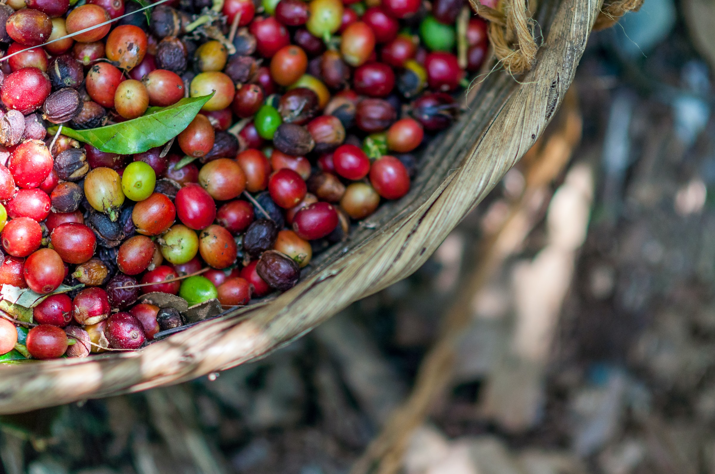 การเดินทางของเมล็ดกาแฟ - Coffee Processing | cafn.co